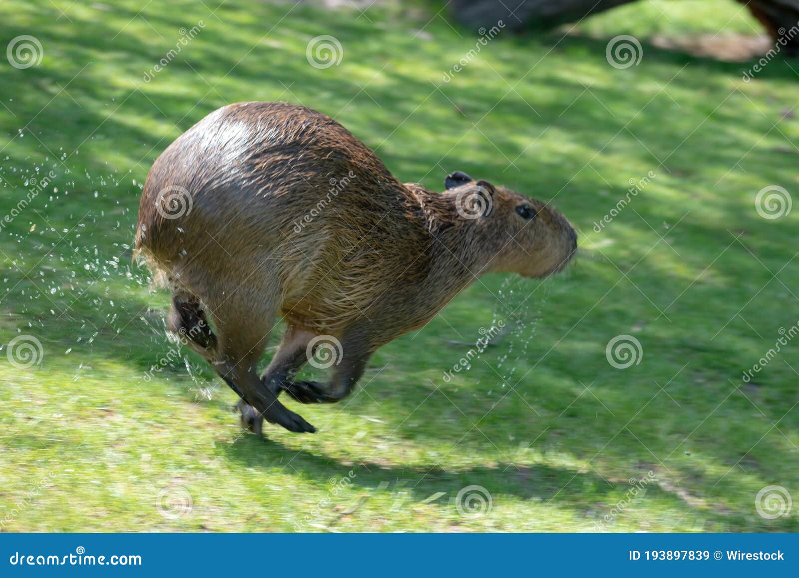 Brown Capybara And Yellow Bird Royalty-Free Stock Photo | CartoonDealer ...