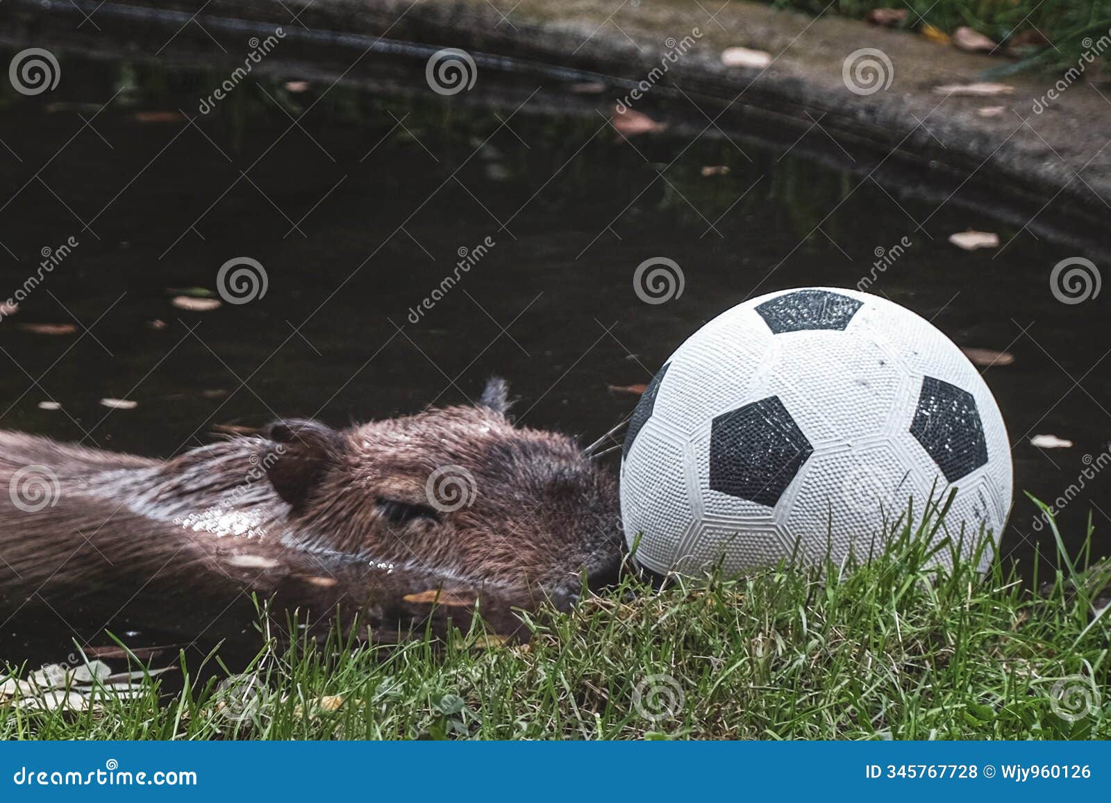 Capybara stock photo. Image of bird, lawn, green, wildlife - 345767728