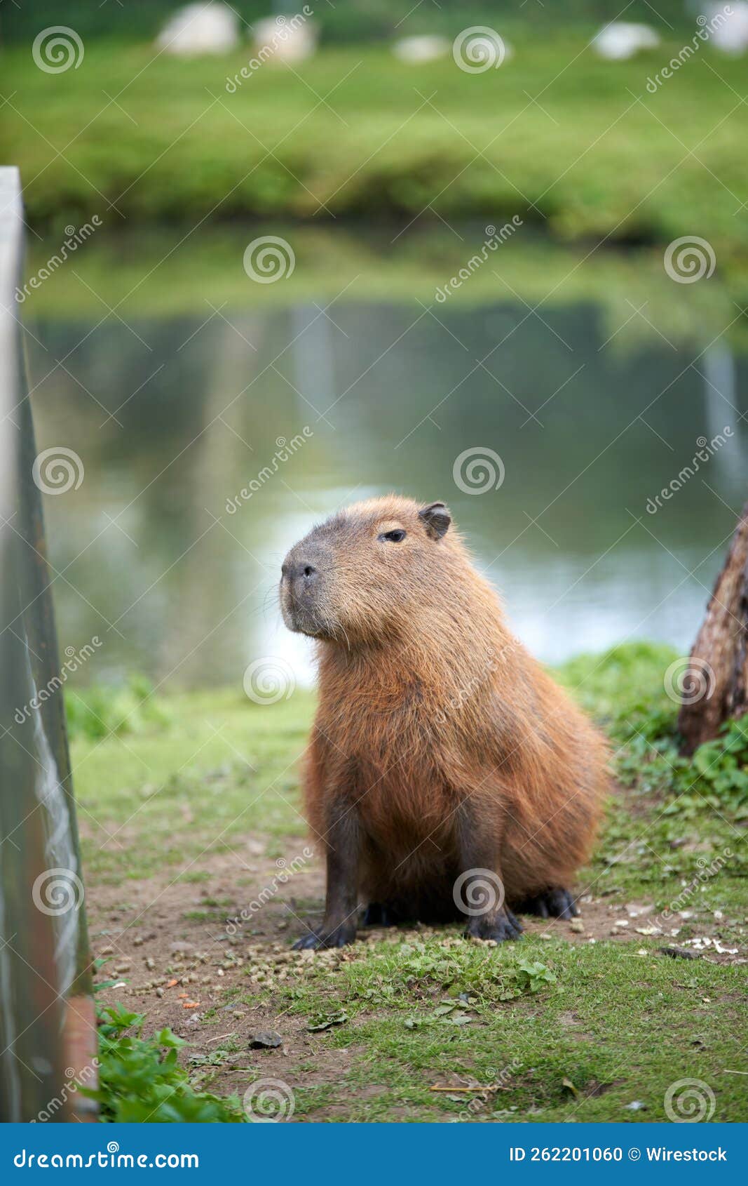 Brown Capybara Sitting by the Lake at the Zoo Stock Photo - Image of ... Brown Capybara Sitting by the Lake at the Zoo Stock Photo - Image of ...