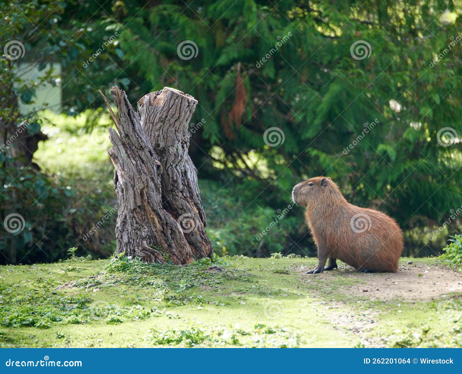 Brown Capybara And Yellow Bird Royalty-Free Stock Photo | CartoonDealer ...