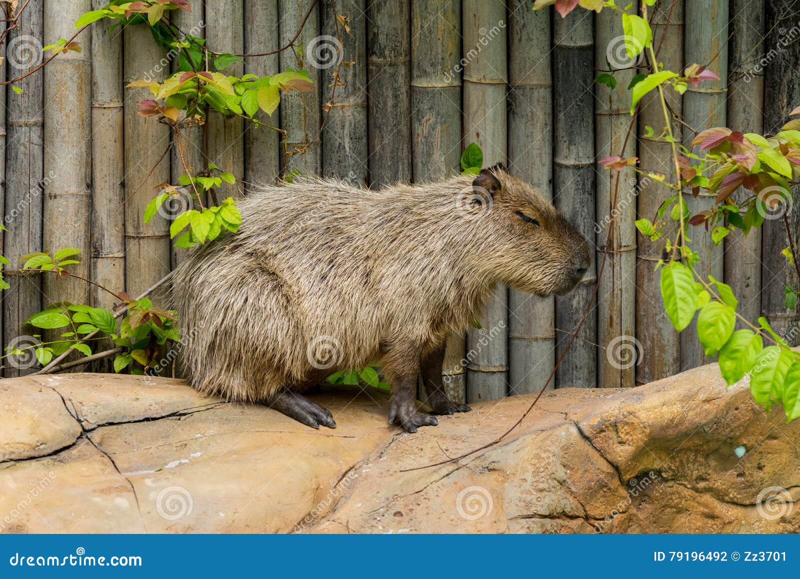 Brown Capybara And Yellow Bird Royalty-Free Stock Photo | CartoonDealer ...