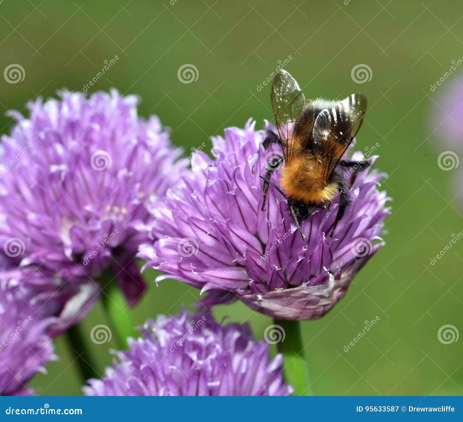 Brown Carder Bee stock image. Image of flowers, england - 95633587