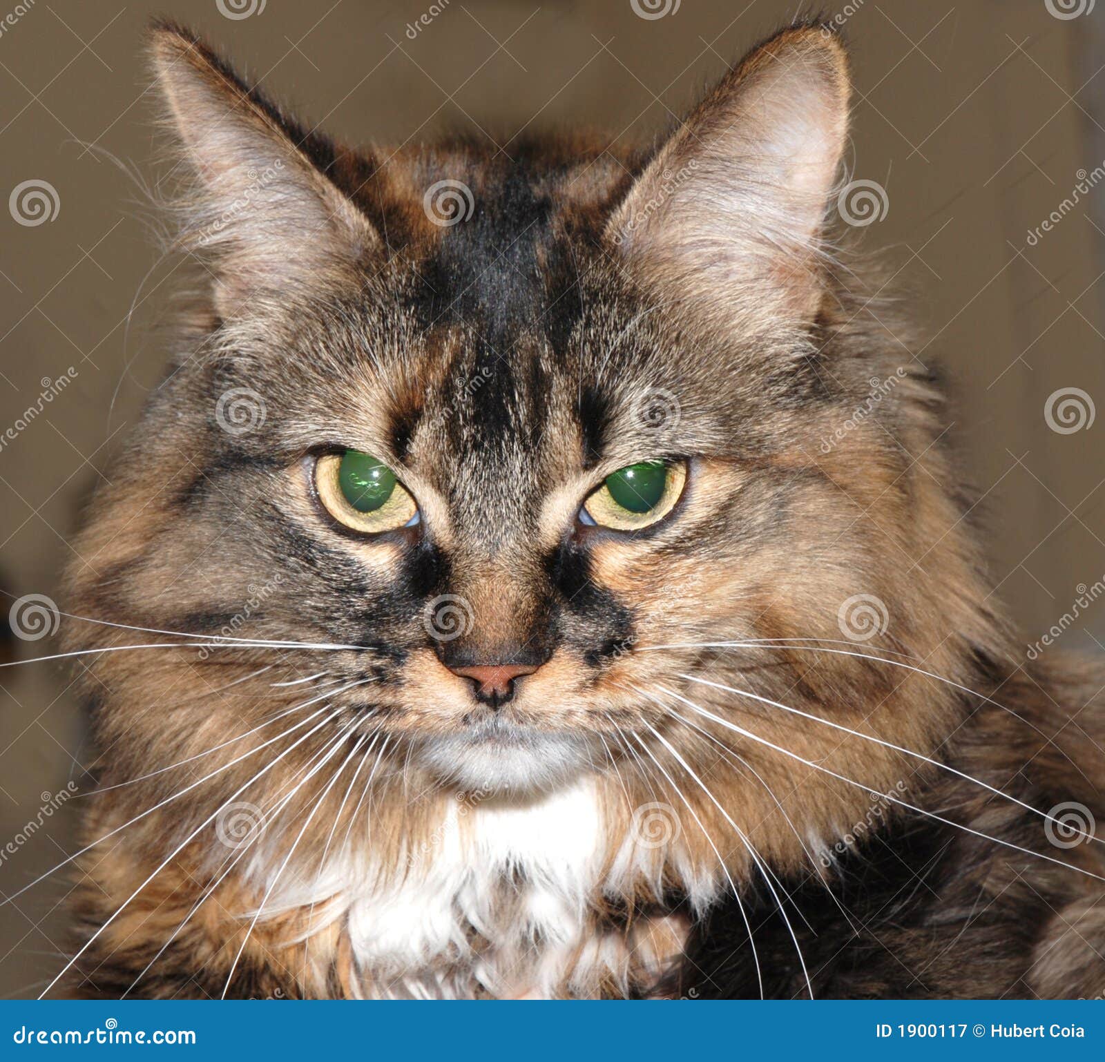 Brown cat stock image. Image of glances, mustache, pets - 1900117