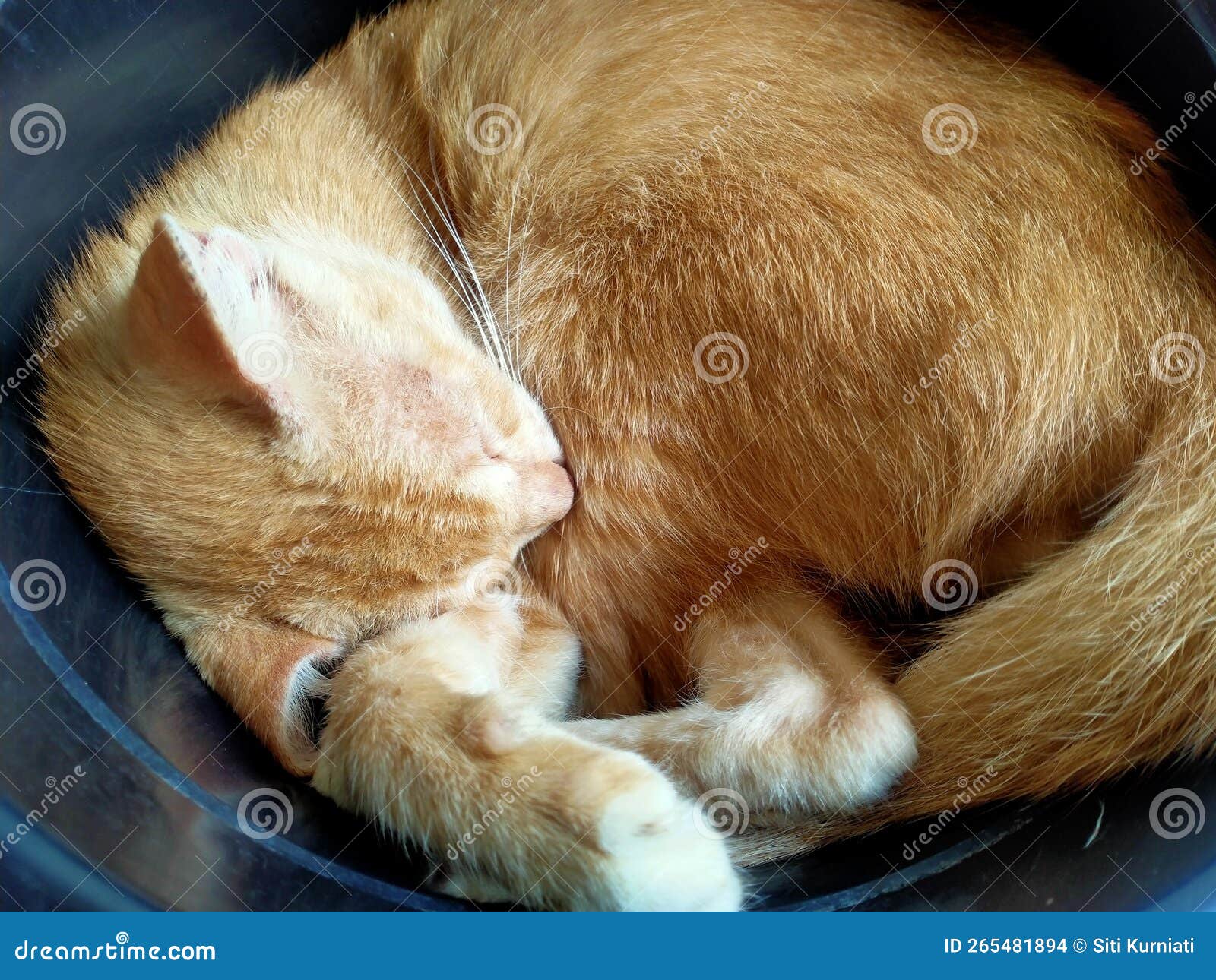 Brown Cat with Cute Sleeping Pose Stock Photo - Image of brown, pose ...