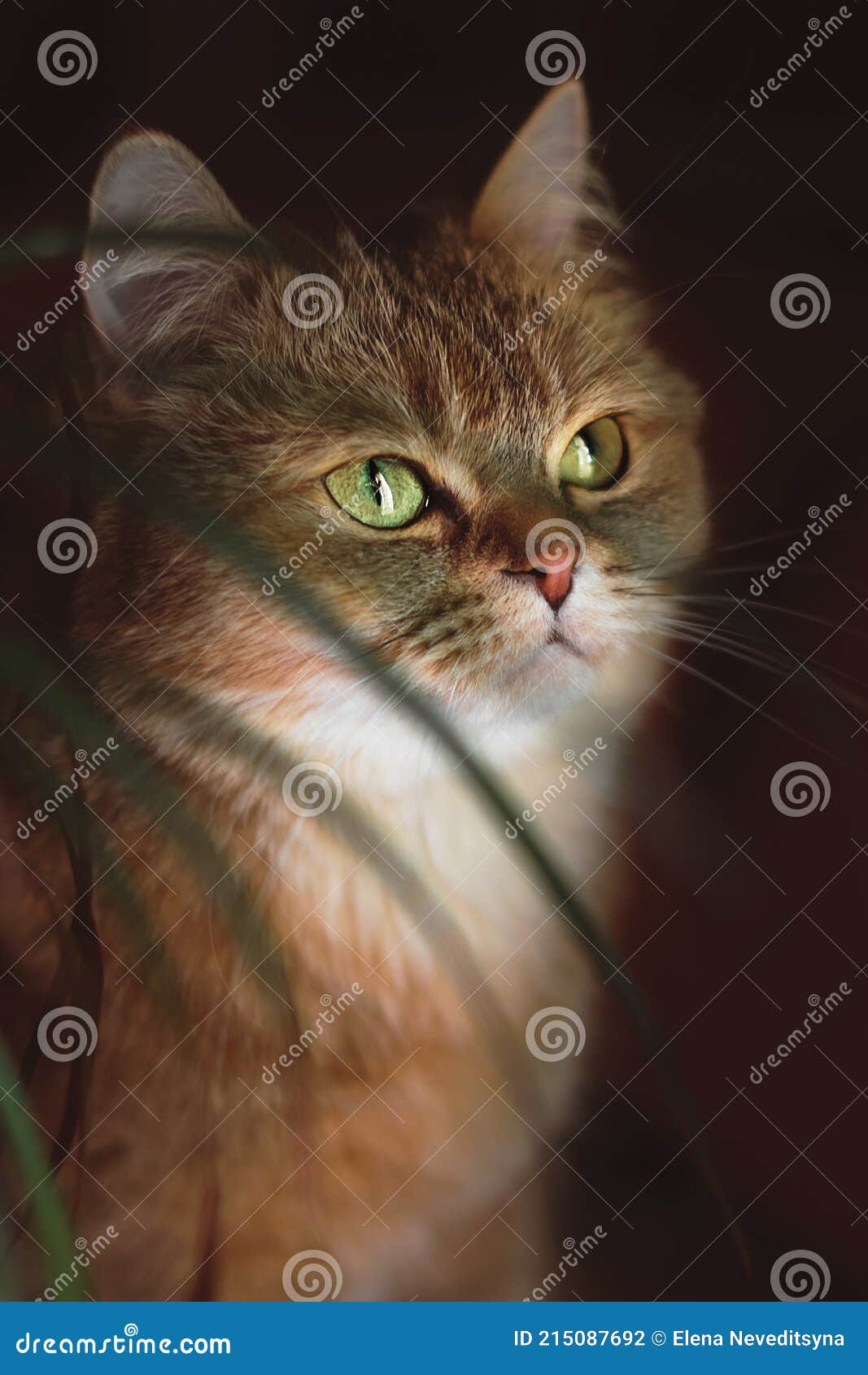 A Brown Cat on a Dark Background Stock Photo - Image of feline, fluffy ...