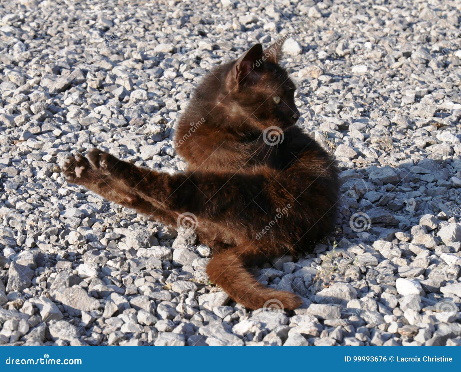 Brown Cat Doing Gymnastics. Stock Photo - Image of gravel, brown: 99993676