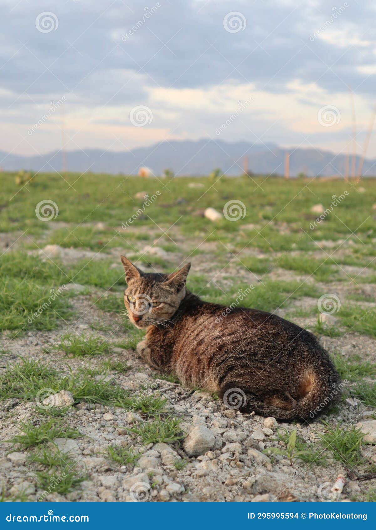 Brown cat in the field stock photo. Image of rodent - 295995594