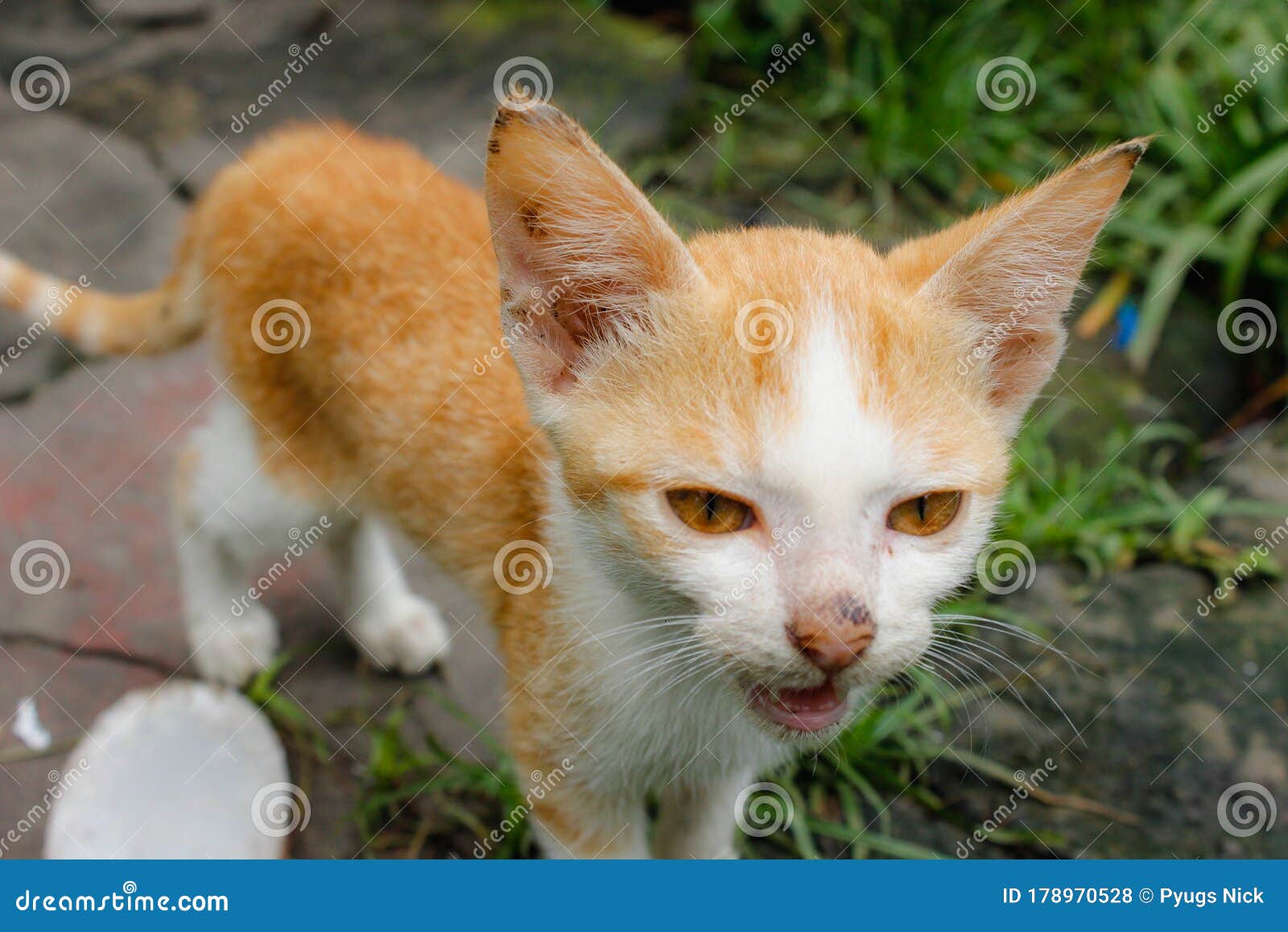 Cat with its sharp eyes stock photo. Image of local - 178970528