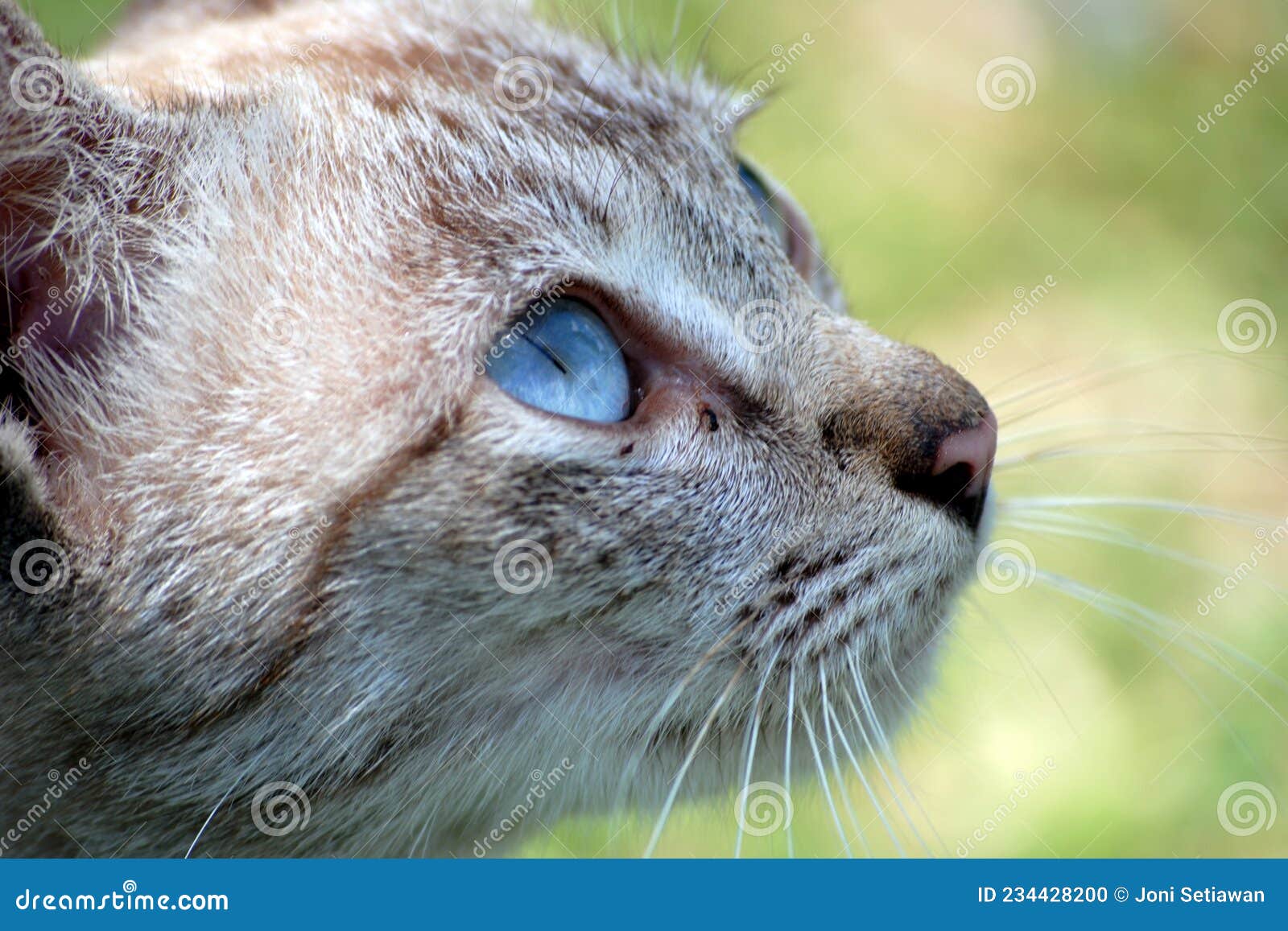 Brown cat hope stock photo. Image of closed, hope, brown - 234428200