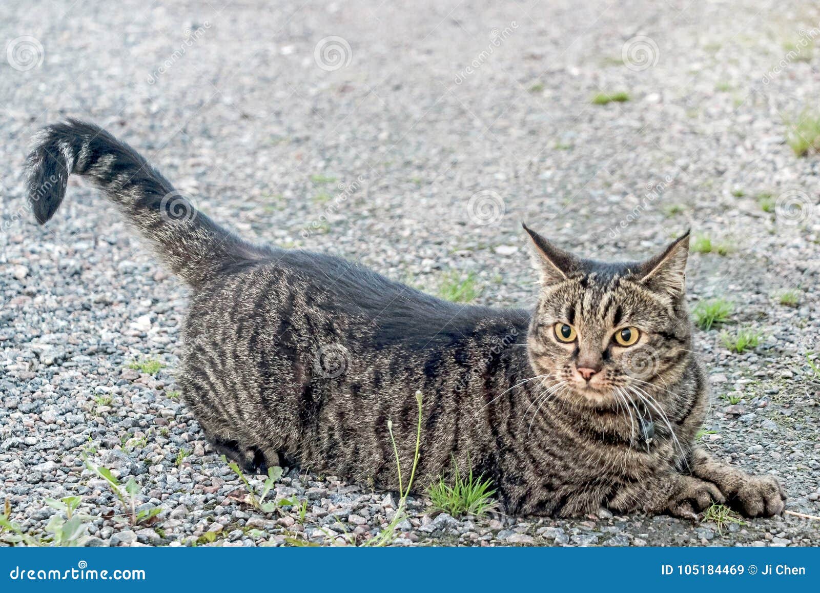 A Brown Cat with Hunting Pose Stock Image - Image of close, pretty ...