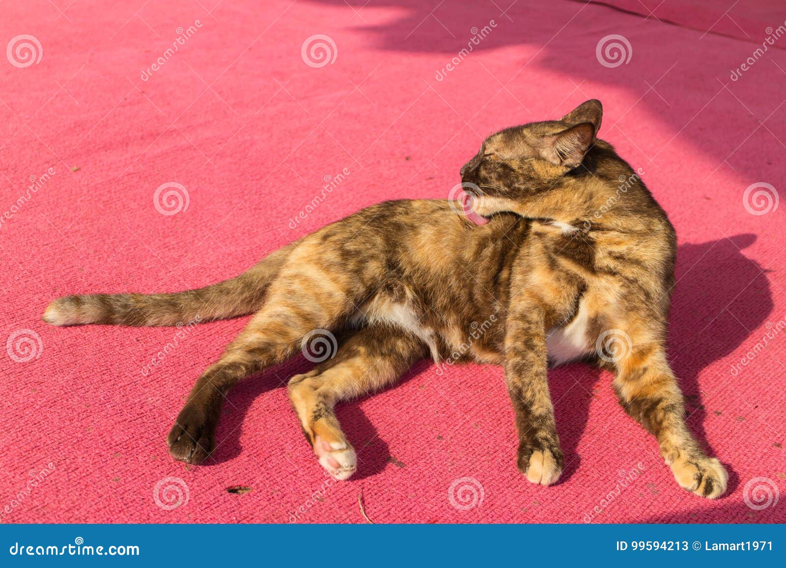Brown Cat Licking Under Sunlight Stock Image - Image of mammal, brown ...
