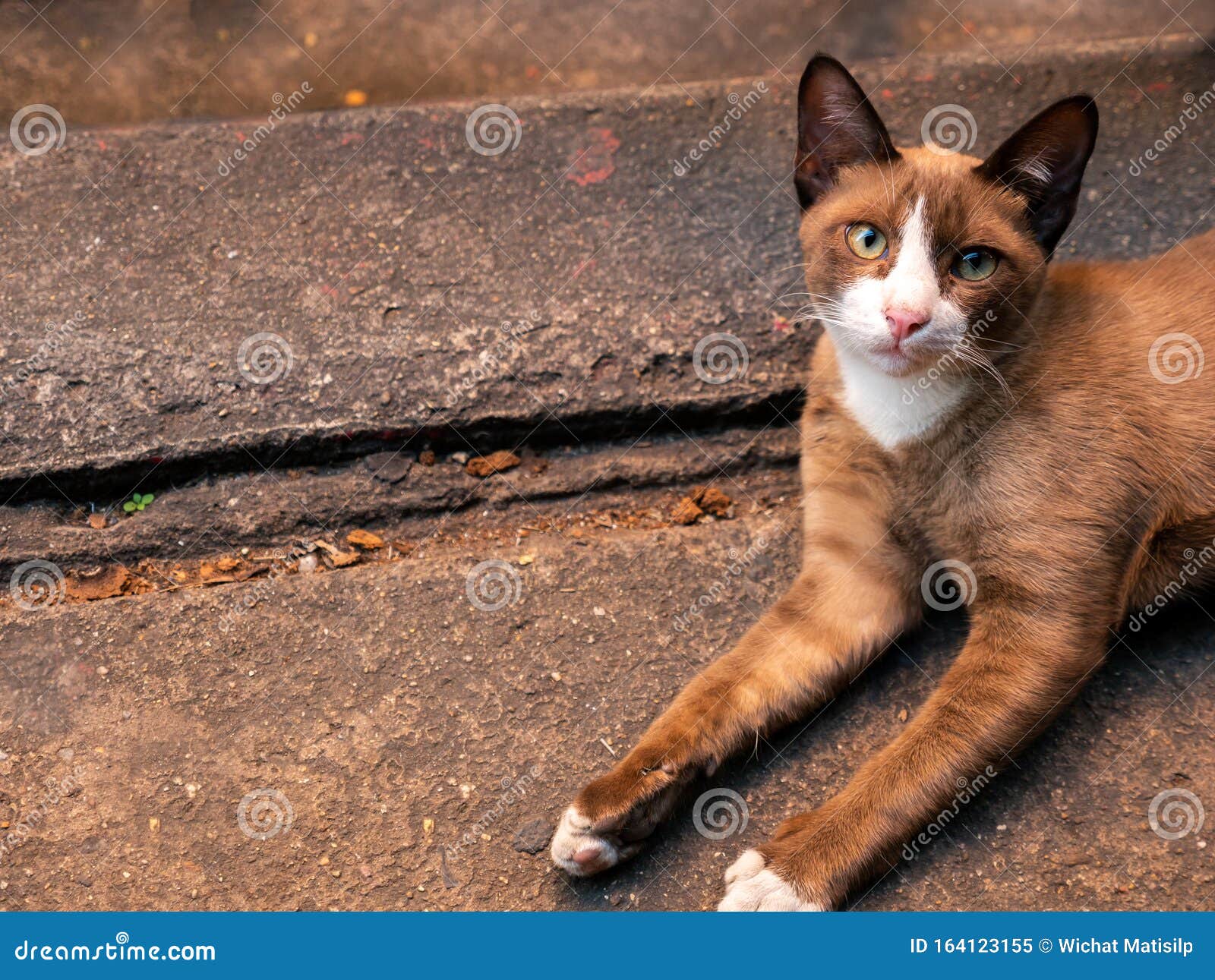 Brown Cat Looking at Gazing Stock Image - Image of food, away: 164123155
