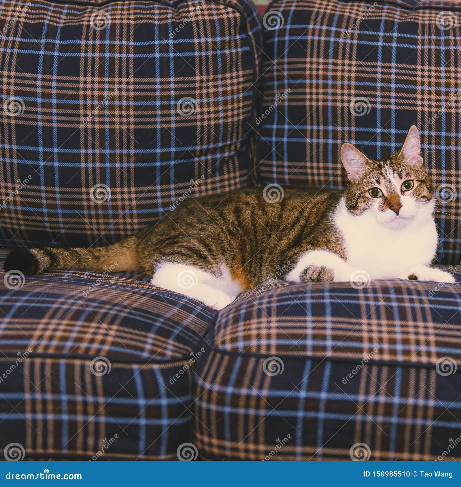 Brown cat rest in sofa stock photo. Image of purebred - 150985510