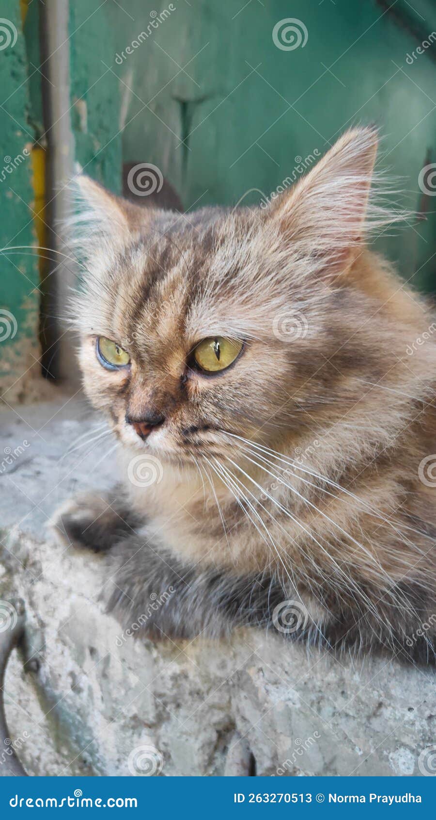 Brown cat with sharp eyes stock image. Image of eyes - 263270513