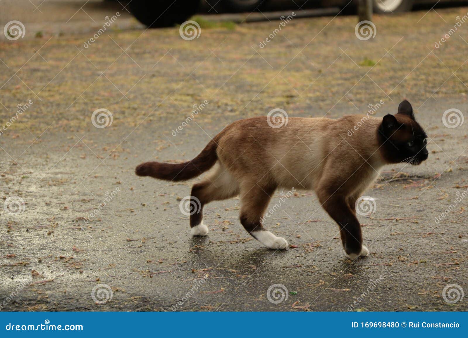 Brown cat walking stock photo. Image of wall, historia - 169698480