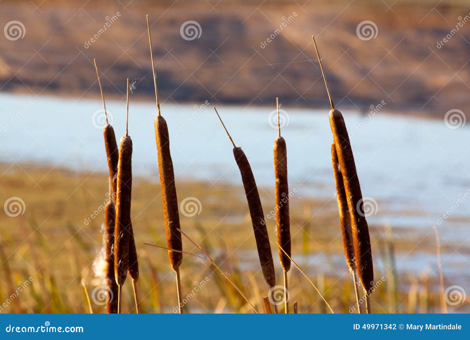 Brown Cattails stock photo. Image of fall, national, yellow - 49971342