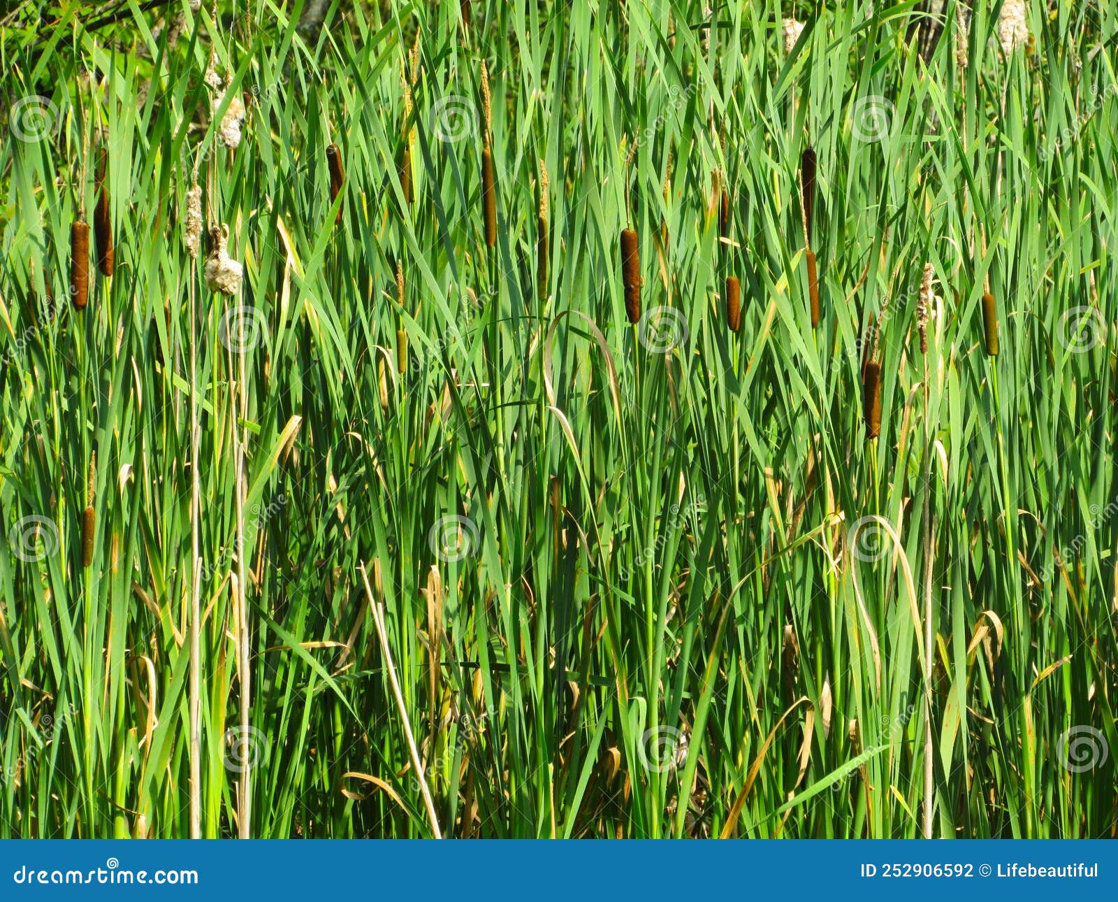 Cattail field stock photo. Image of cattails, brown - 252906592