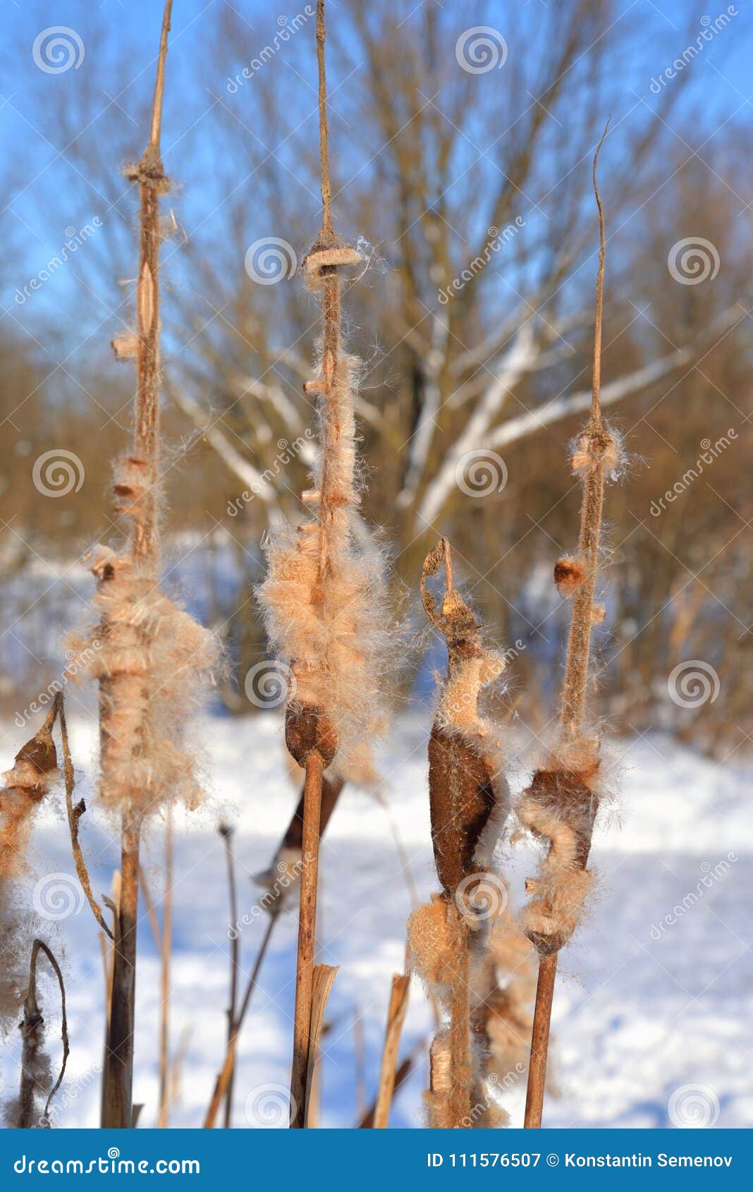 Cattails in winter. stock image. Image of herbaceous - 111576507