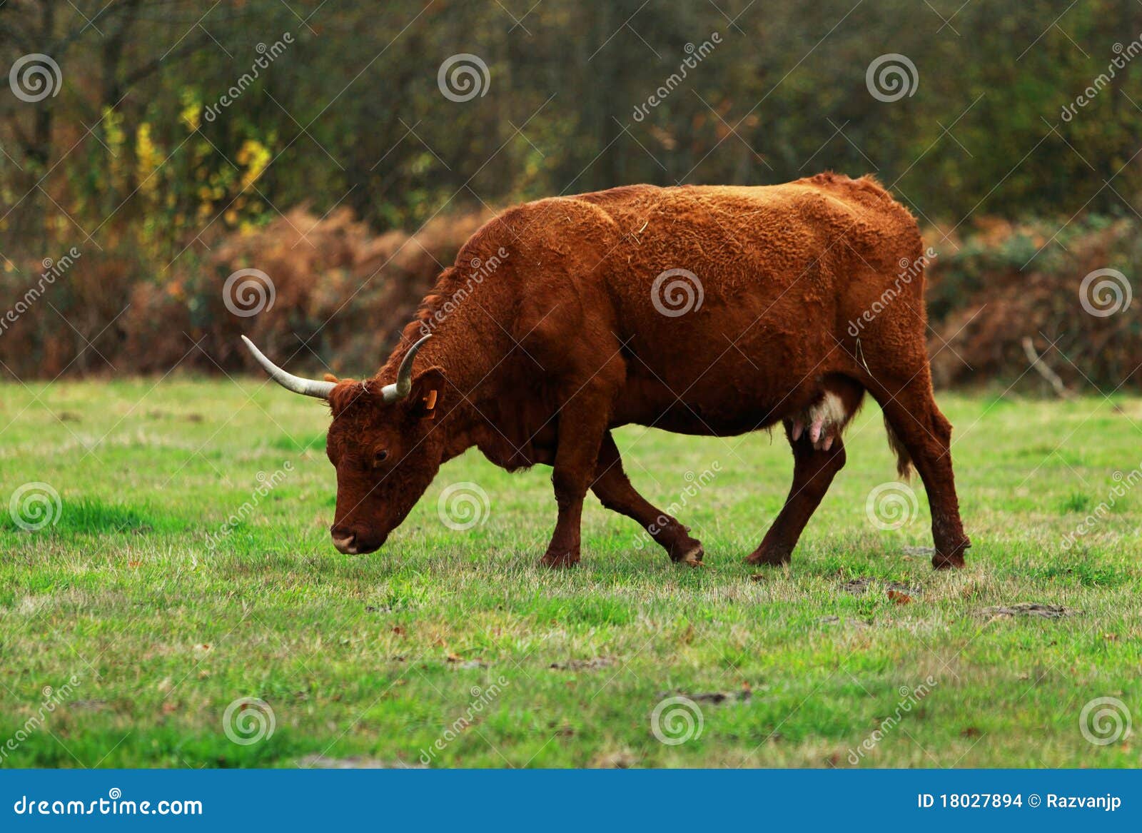 Brown cattle stock photo. Image of grazing, field, outdoor - 18027894