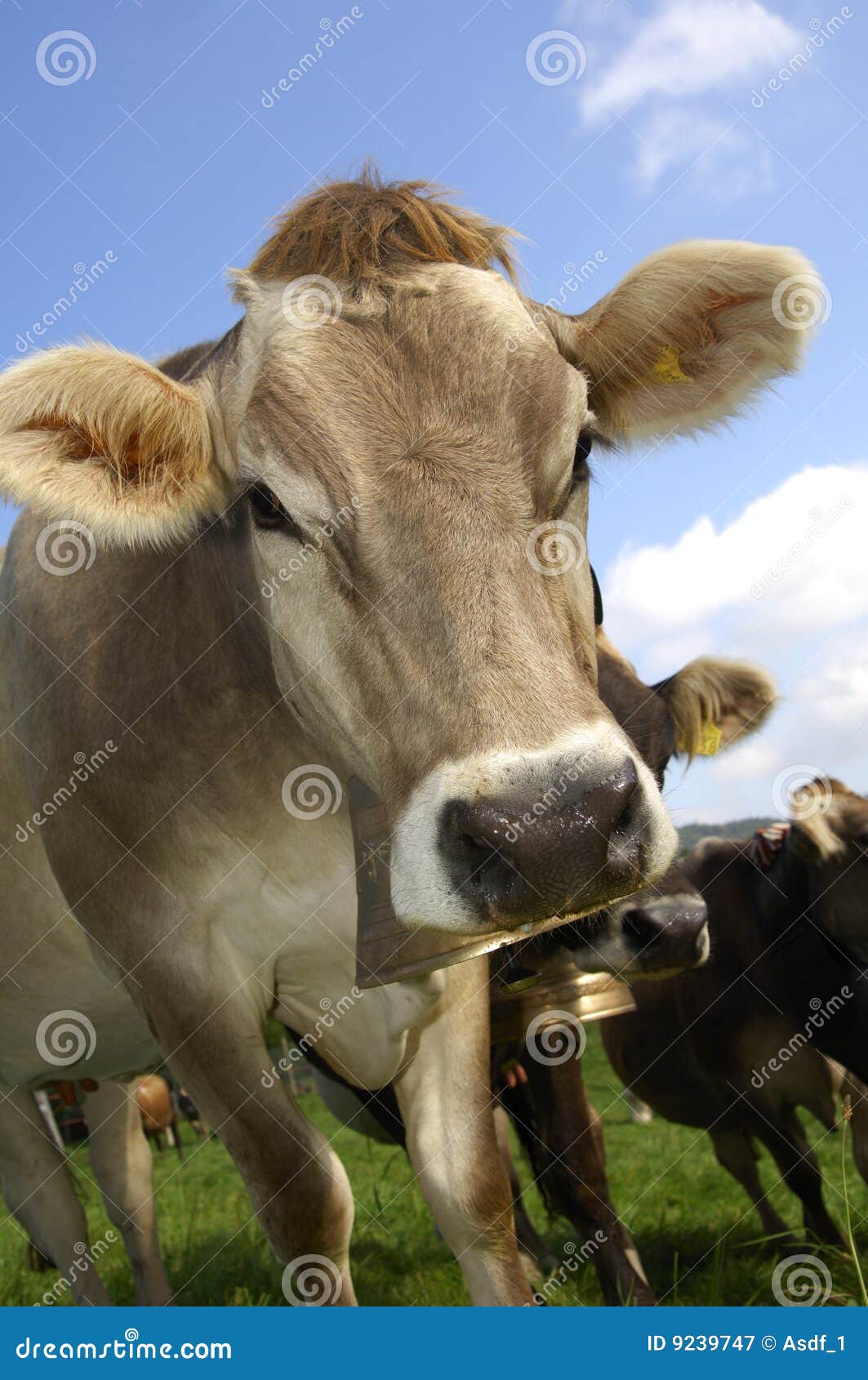 Brown cattle stock image. Image of bovid, cows, bovini - 9239747
