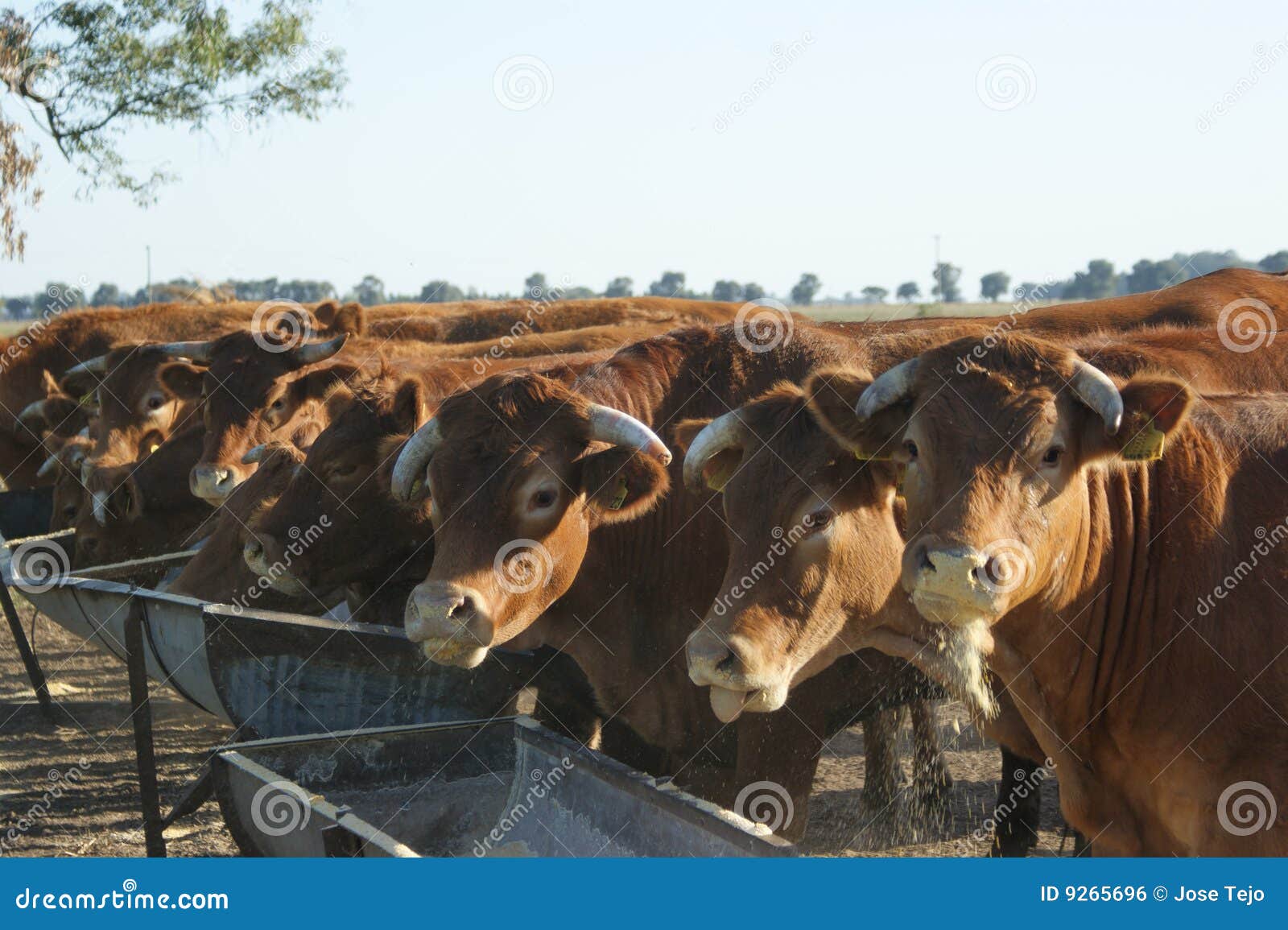 Brown cattle stock photo. Image of mammals, cattle, farm - 9265696