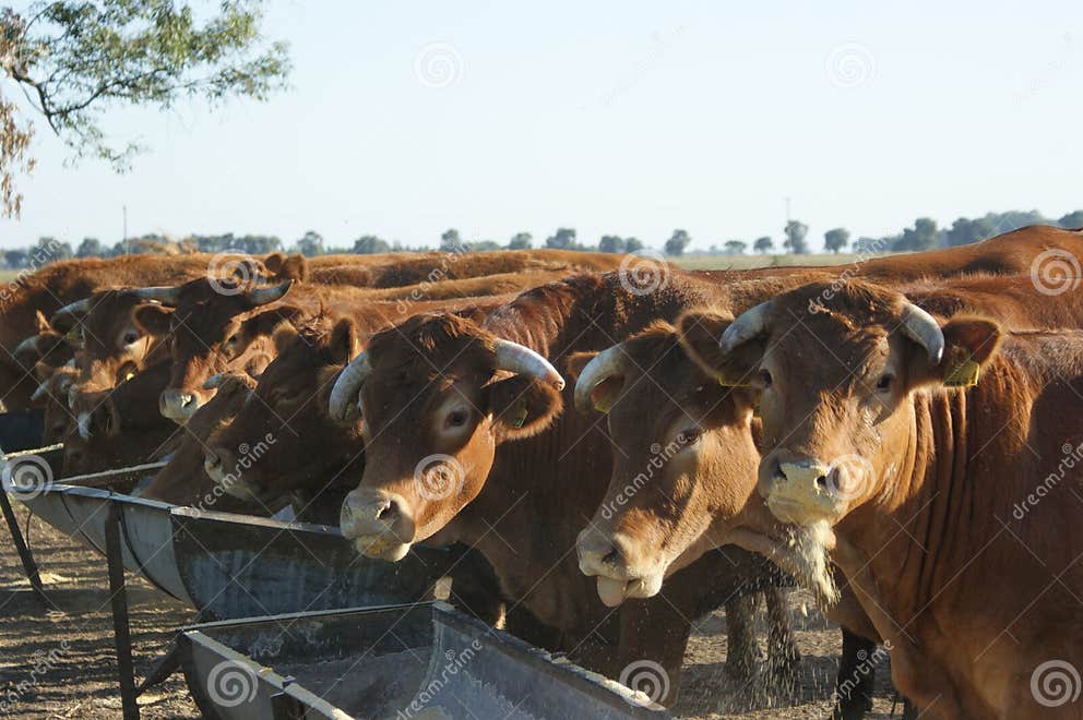 Brown cattle stock photo. Image of mammals, cattle, farm - 9265696