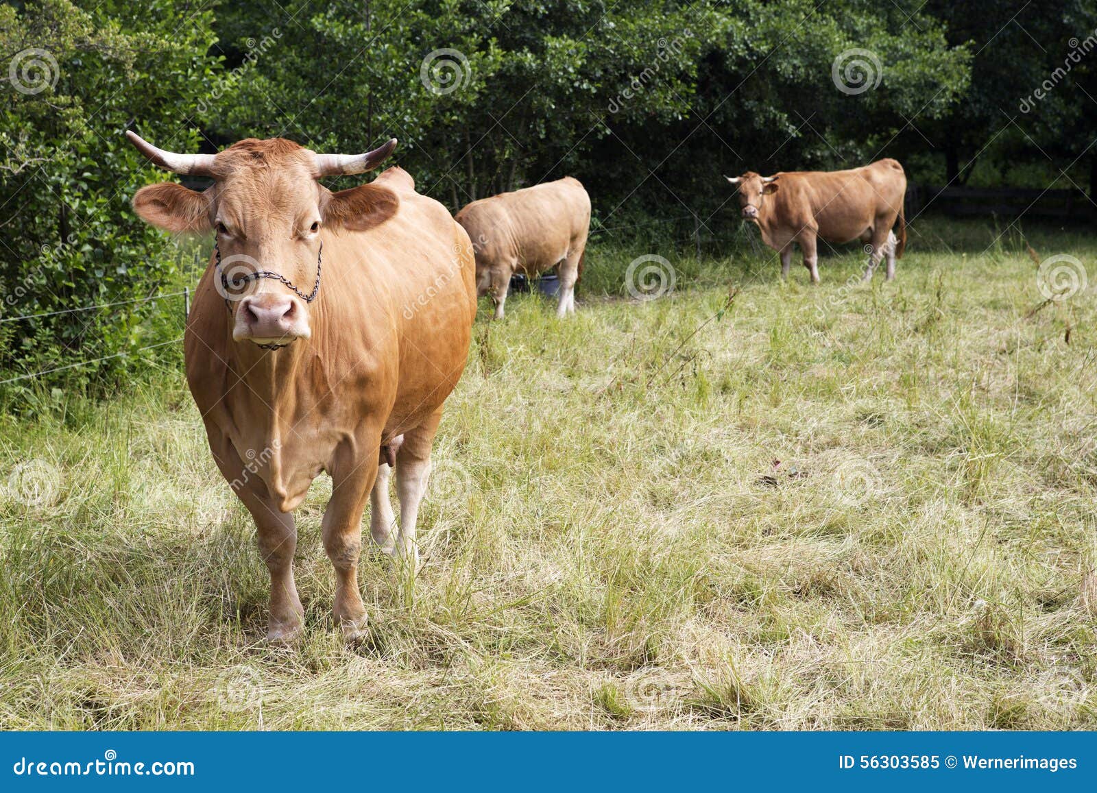 Brown Cattle Standing on Farmland Stock Image - Image of mammal, beige ...