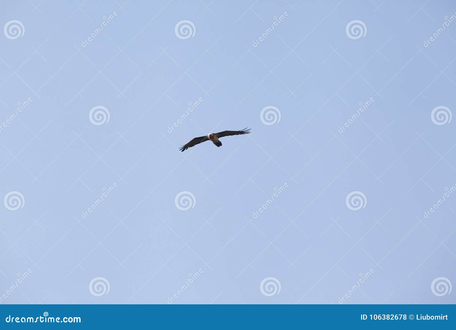 Caucasus eagle flying stock photo. Image of soar, blue - 106382678