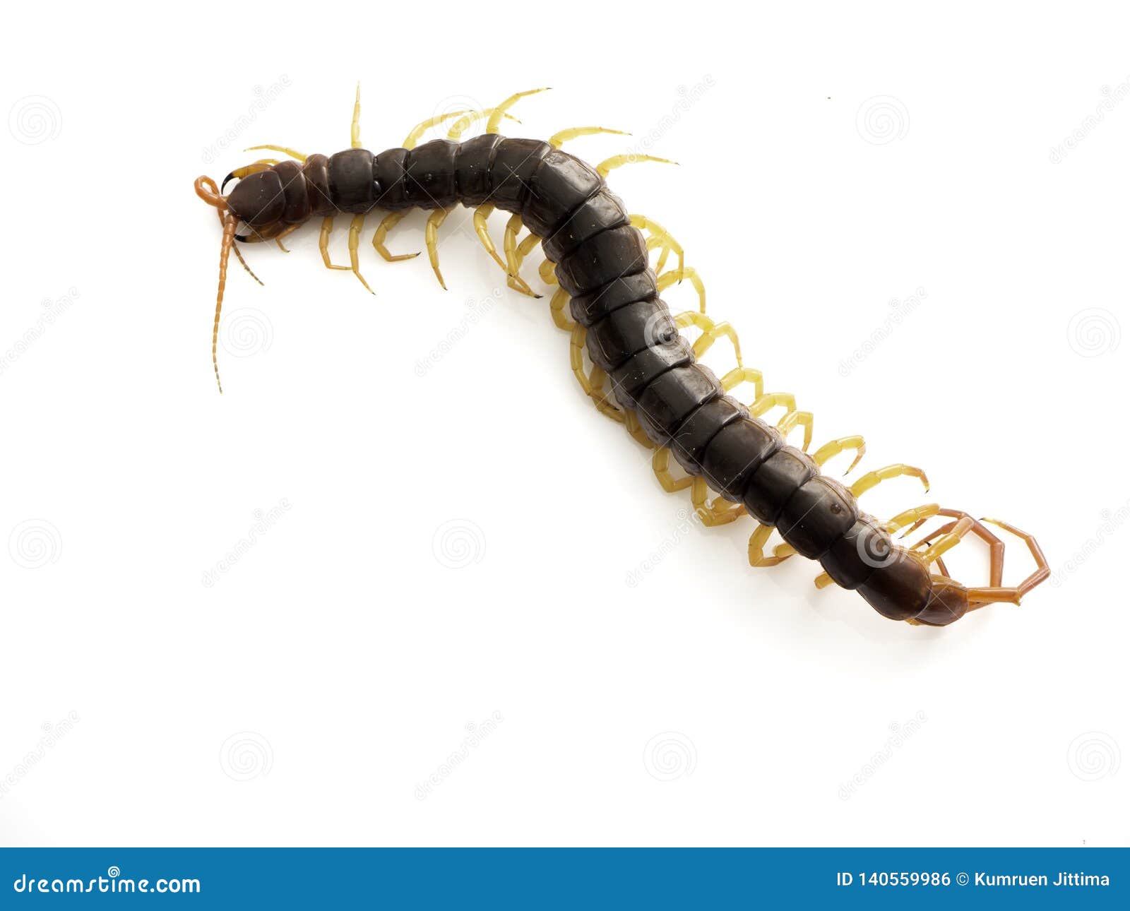 Brown Centipede on White Background Stock Photo - Image of garden ...