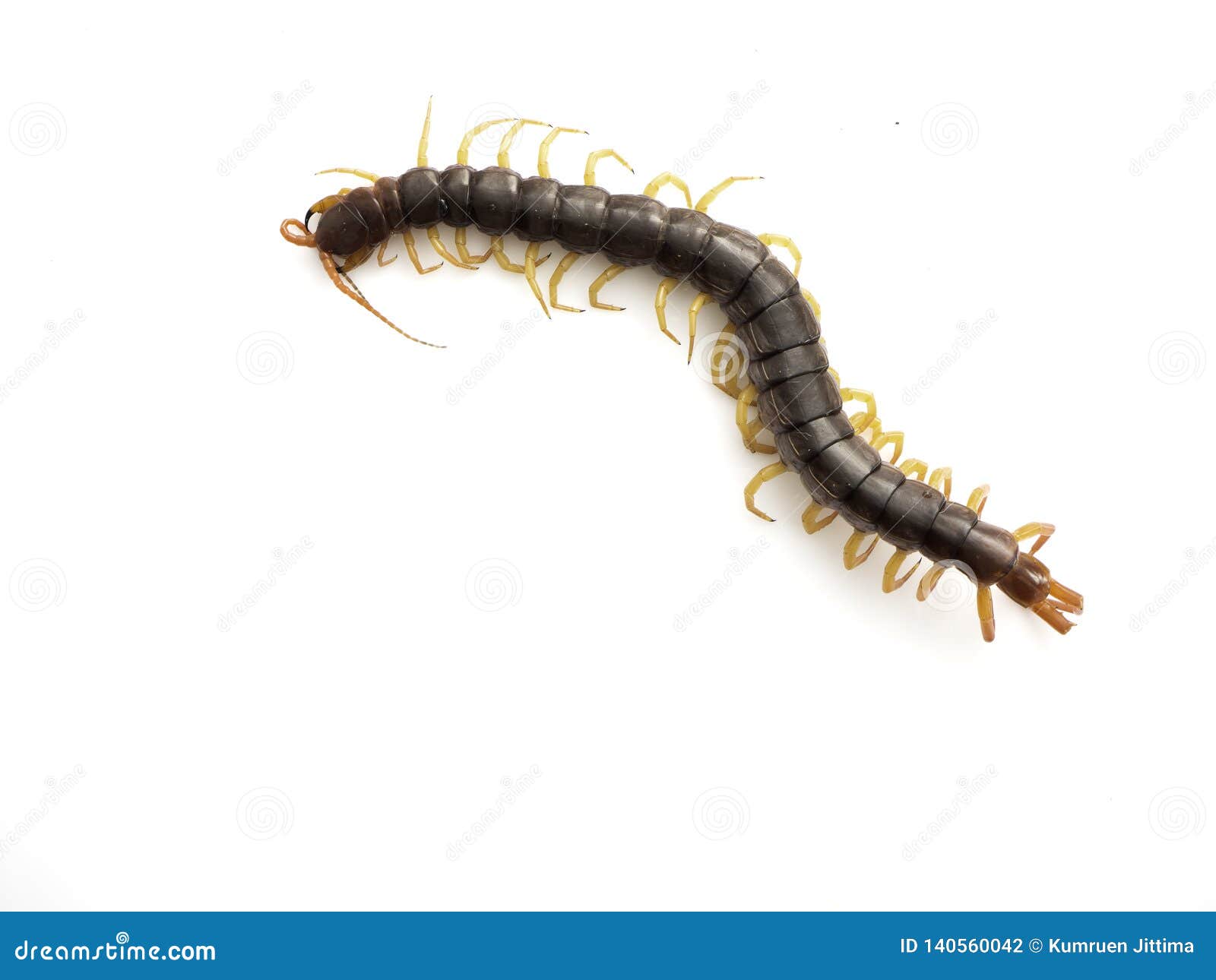 Brown Centipede on White Background Stock Photo - Image of garden ...
