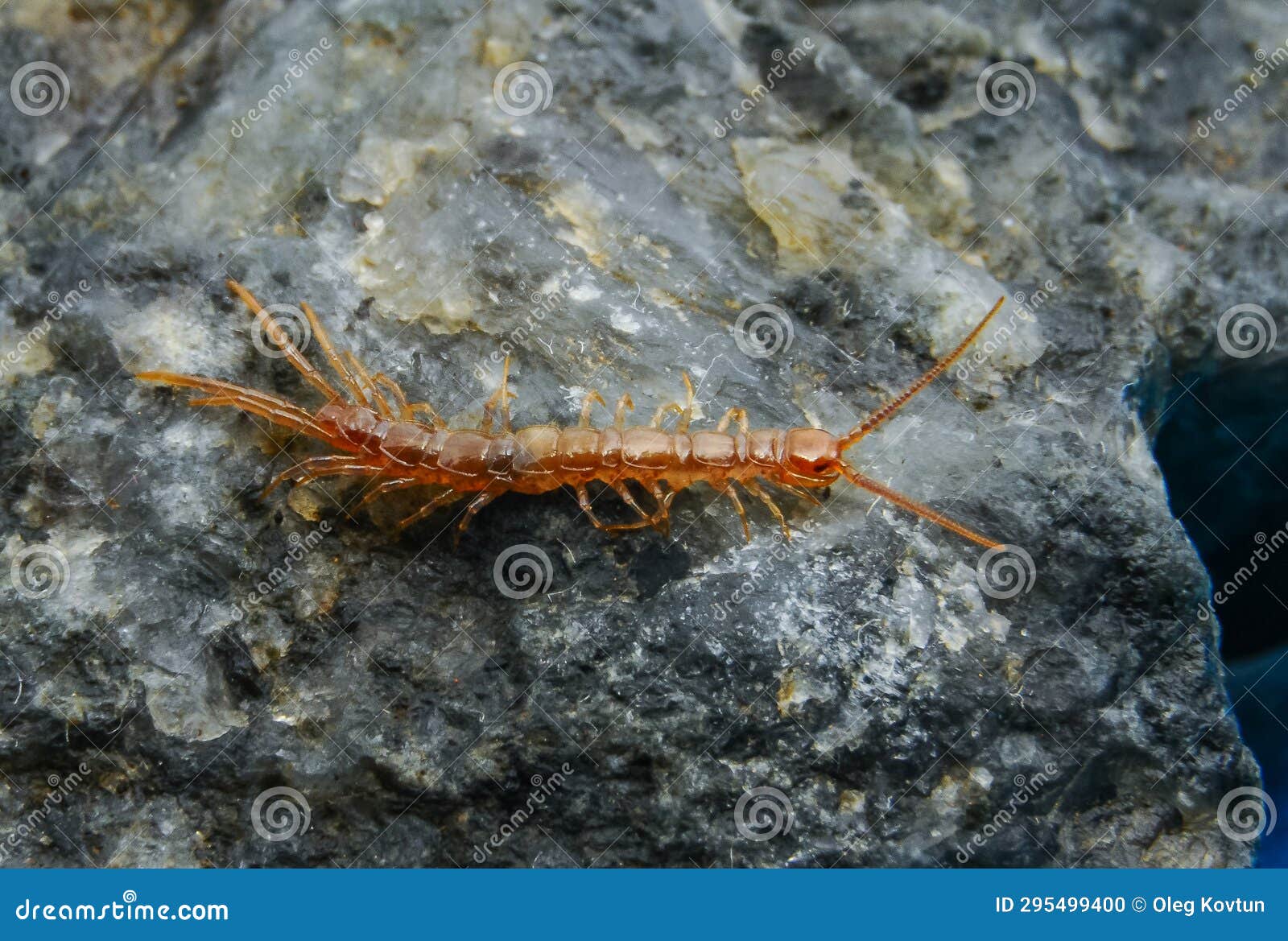 Brown Centipedes - Lithobius Variegatus, Centipede from the Odessa ...