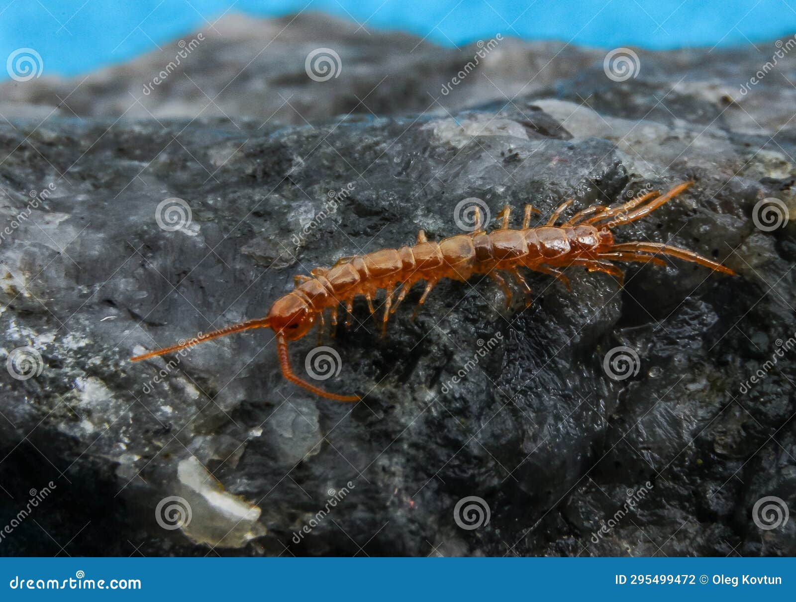 Brown Centipedes - Lithobius Variegatus, Centipede from the Odessa ...