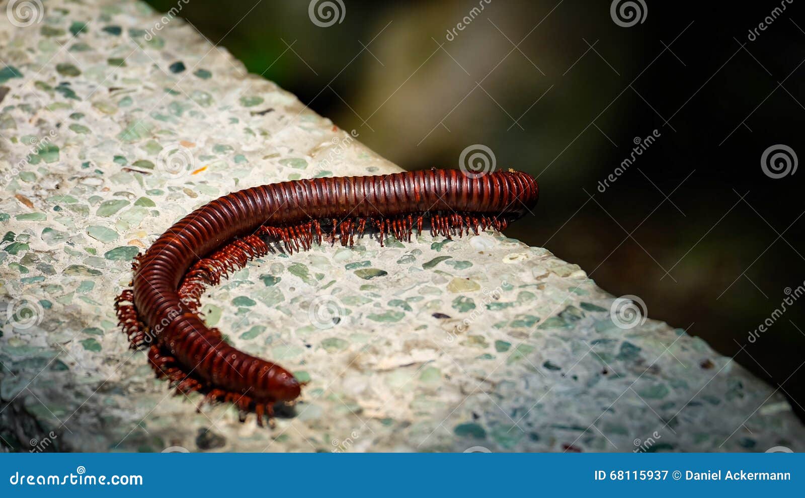 Brown Centipide Walks on a Wall Stock Image - Image of wall, creeping ...