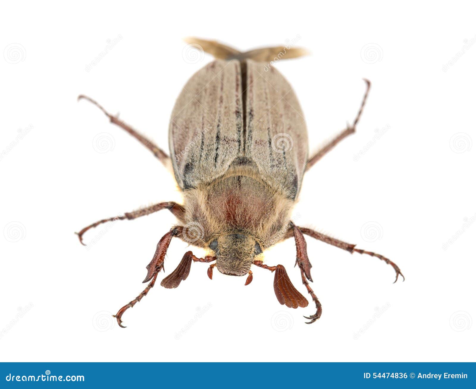 Brown Chafer Serica Brunnea On Leaf. Larvae Feed On Roots Of Plants ...