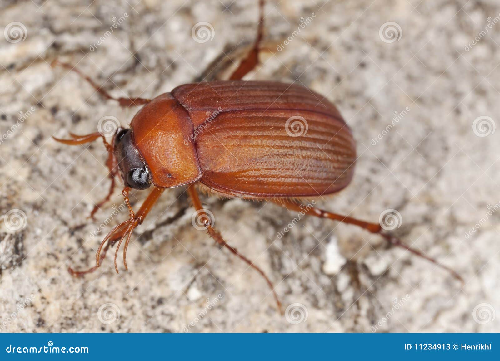 Brown Chafer (Serica Brunnea) Stock Image - Image of selective, fauna ...