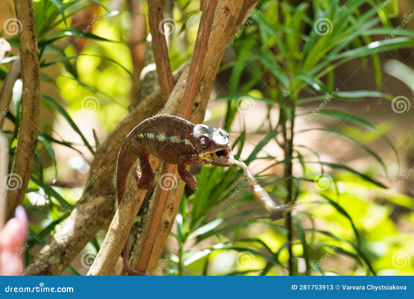 Chameleon eating the fly stock image. Image of arthropod - 281753913