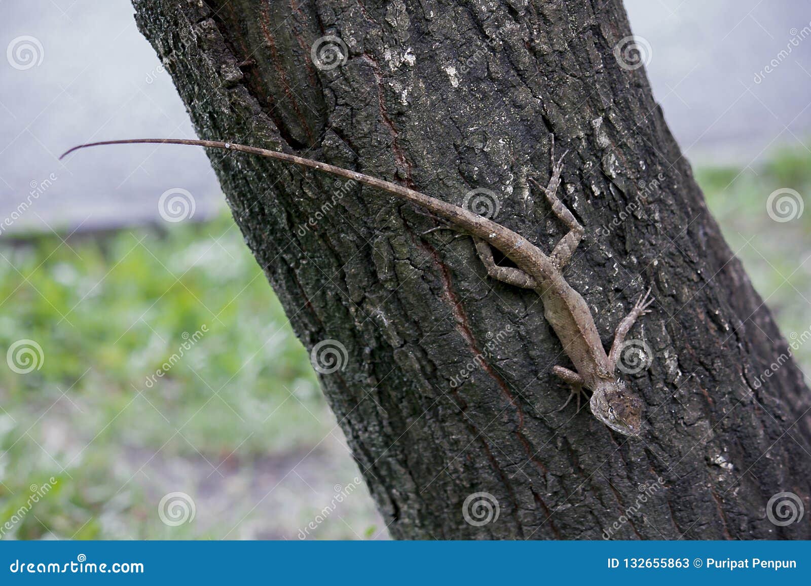 Brown Chameleon on the Tree Stock Image - Image of light, exotic: 132655863