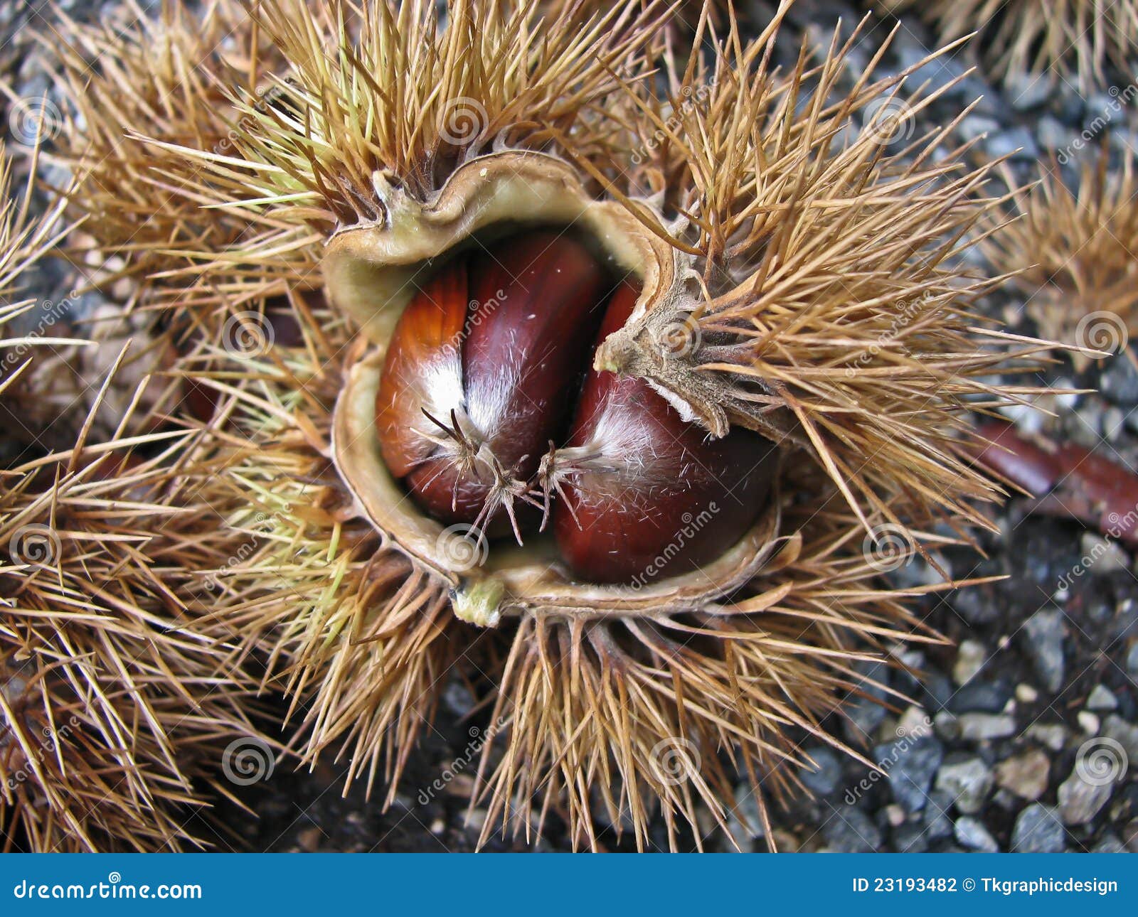 Brown chestnuts stock photo. Image of green, wood, autumn - 23193482
