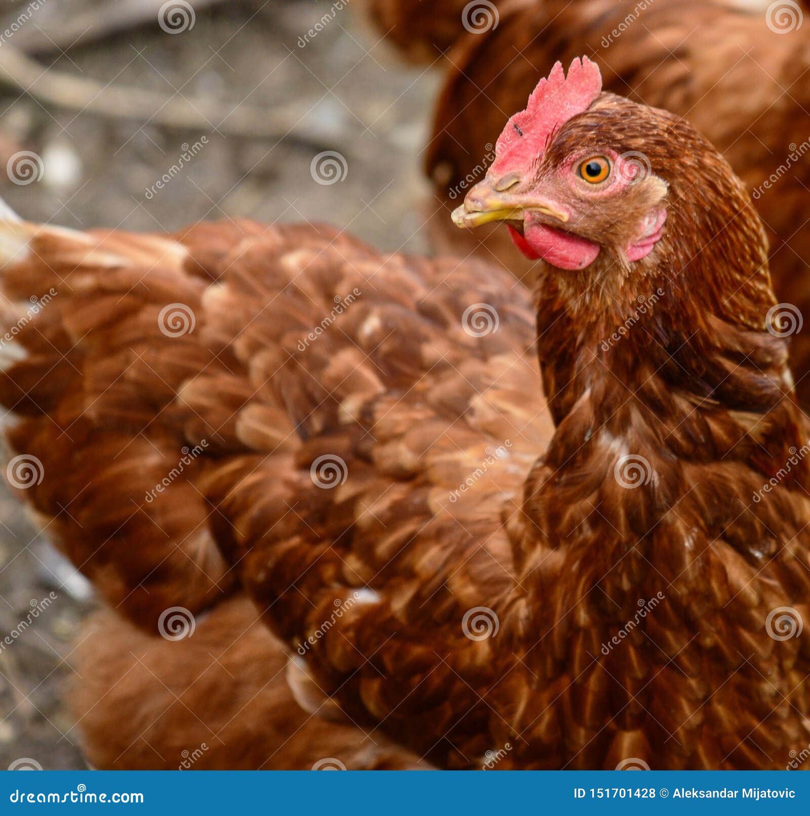 Brown chicken stock photo. Image of chicken, full, female - 151701428