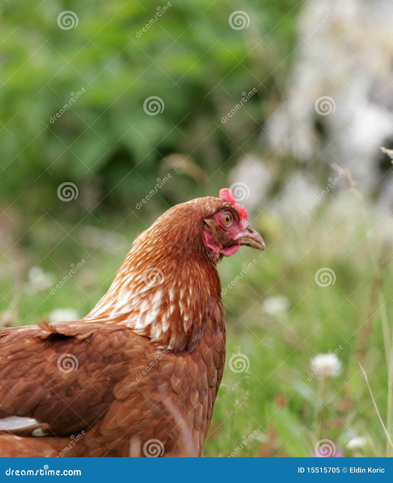 Brown chicken stock image. Image of yard, live, portrait - 15515705