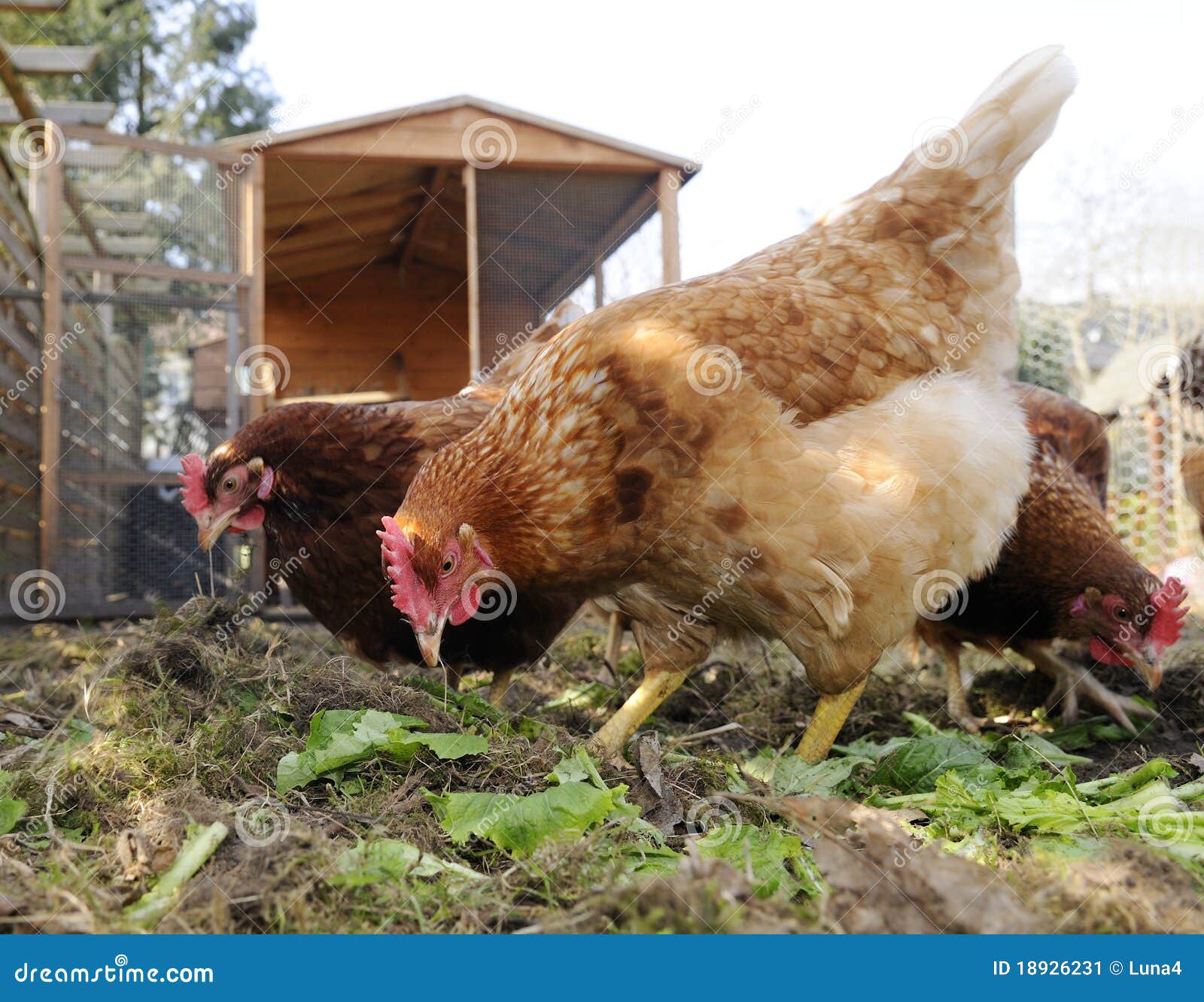 Brown chicken stock image. Image of fowl, layer, picking - 18926231