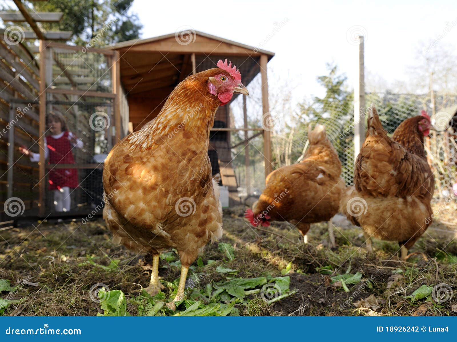 Brown chicken stock photo. Image of fowl, pecking, chicken - 18926242