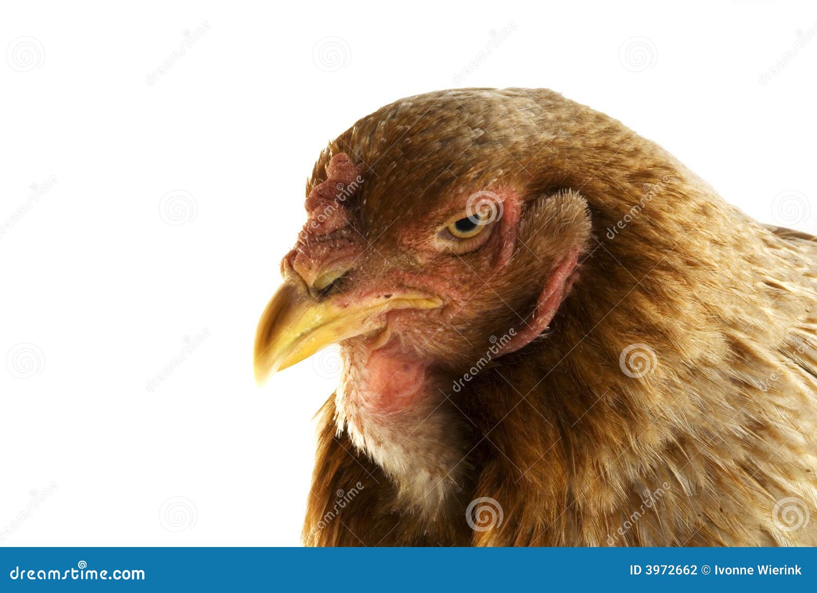 Brown chicken stock photo. Image of animal, holidays, looking - 3972662