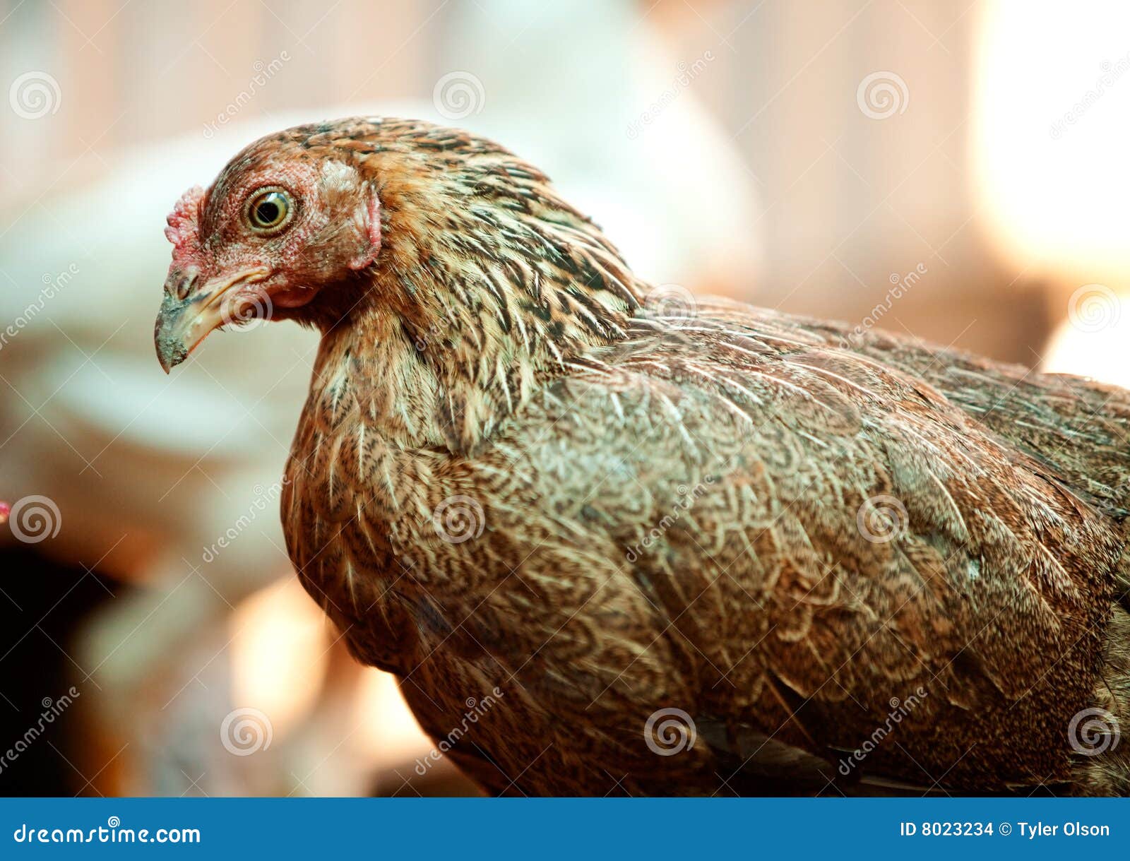 Brown Chicken stock photo. Image of live, rooster, outdoor - 8023234