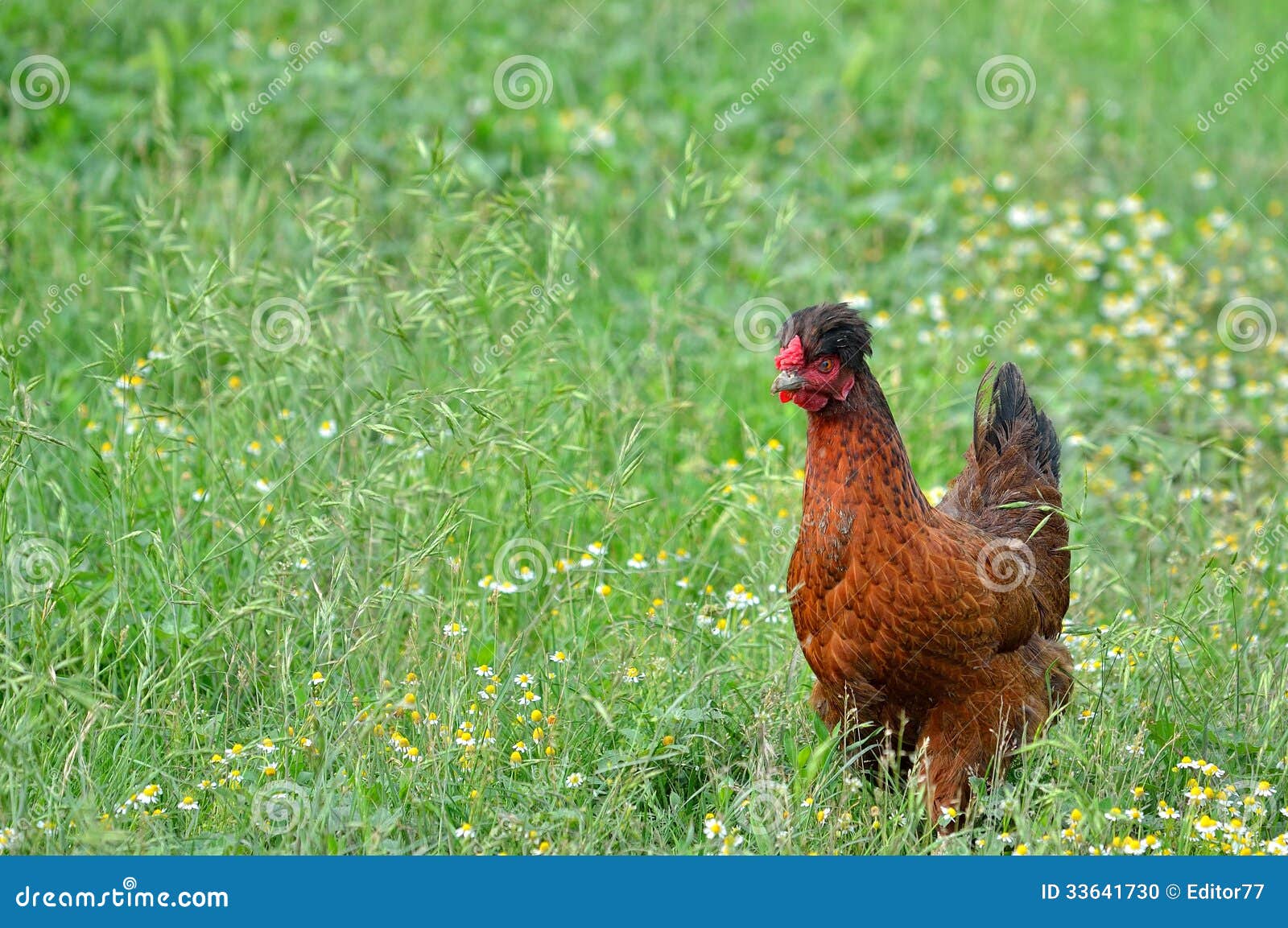Brown chicken stock photo. Image of field, birds, meadow - 33641730