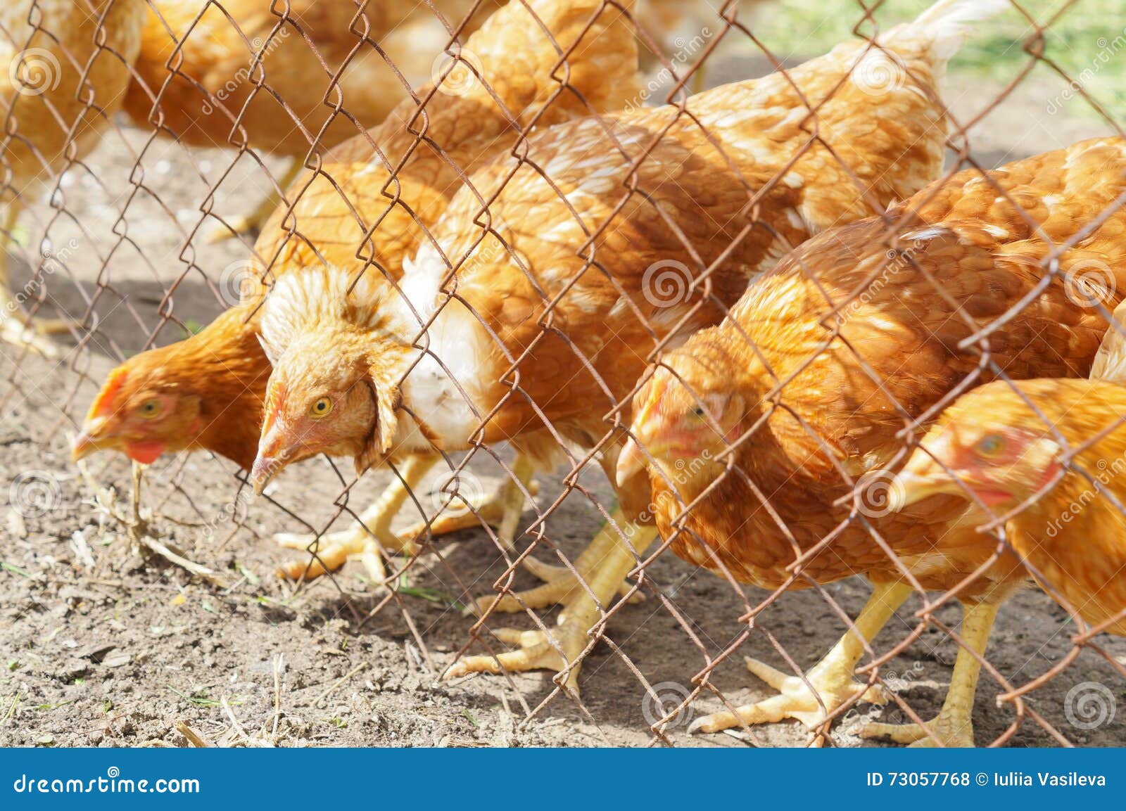 Brown chicken stock photo. Image of alive, portrait, nature - 73057768