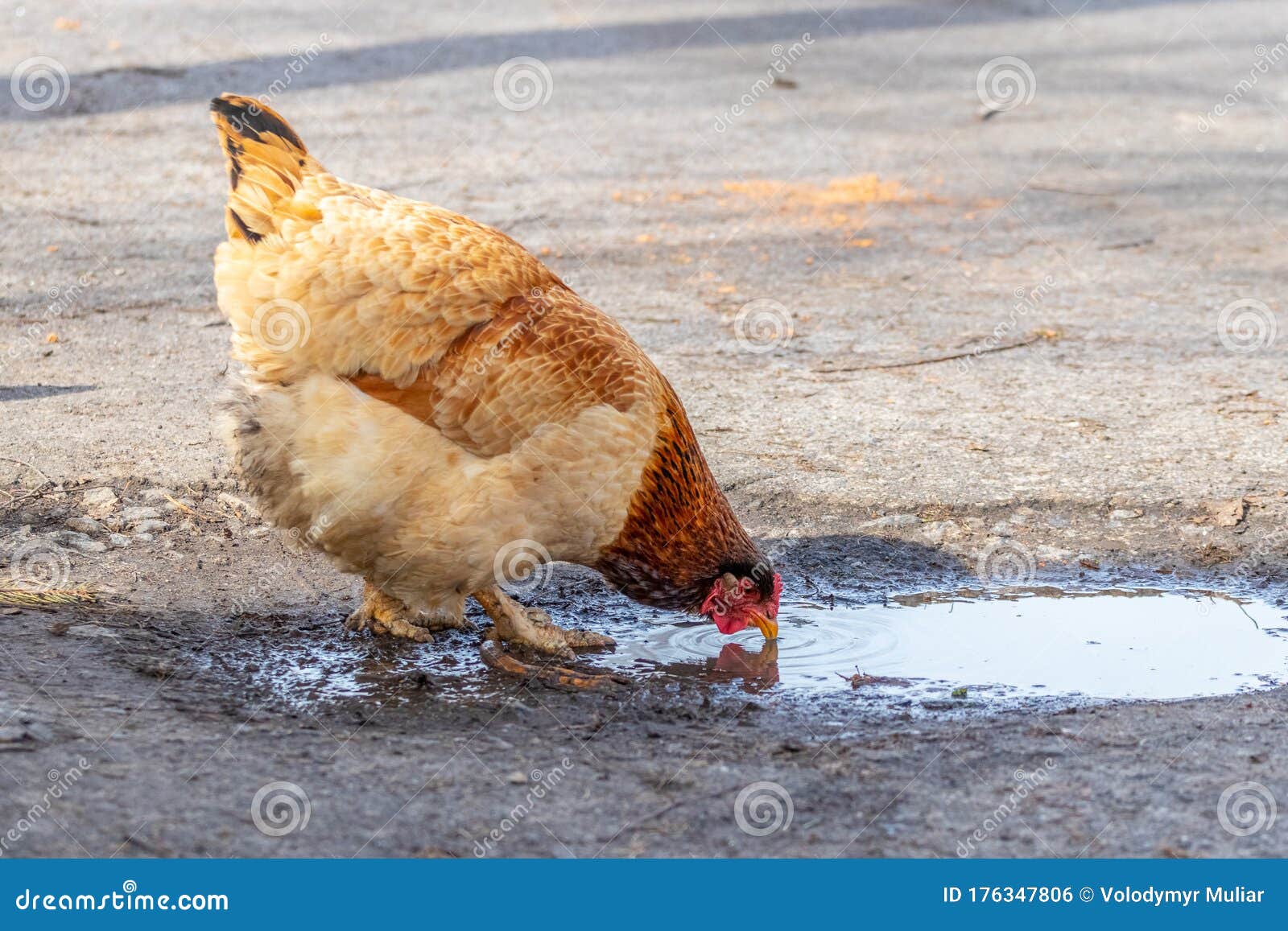 A Brown Chicken Drinks Water from a Puddle_ Stock Photo - Image of ...
