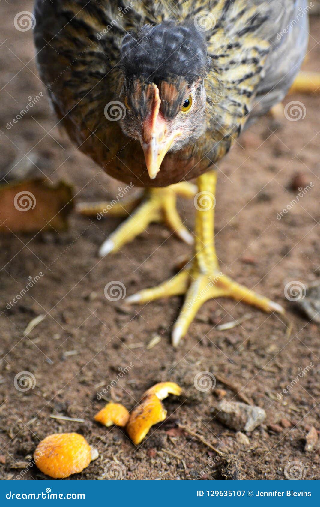 Brown Chicken Eating Table Scraps Stock Image - Image of closeup ...