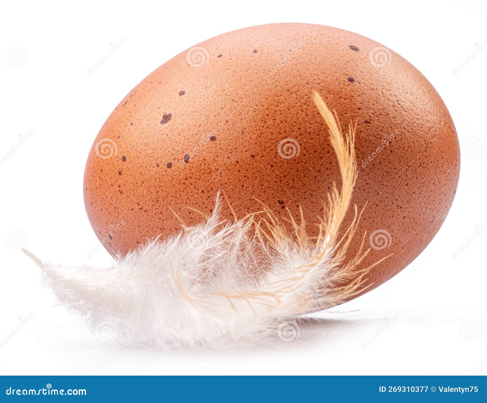 Brown Chicken Egg and Chicken Feather Isolated on White Background ...