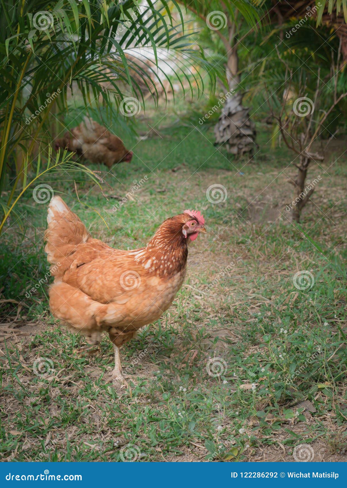 Brown Chicken Egg Standing One Leg Stock Photo - Image of farm, eggs ...
